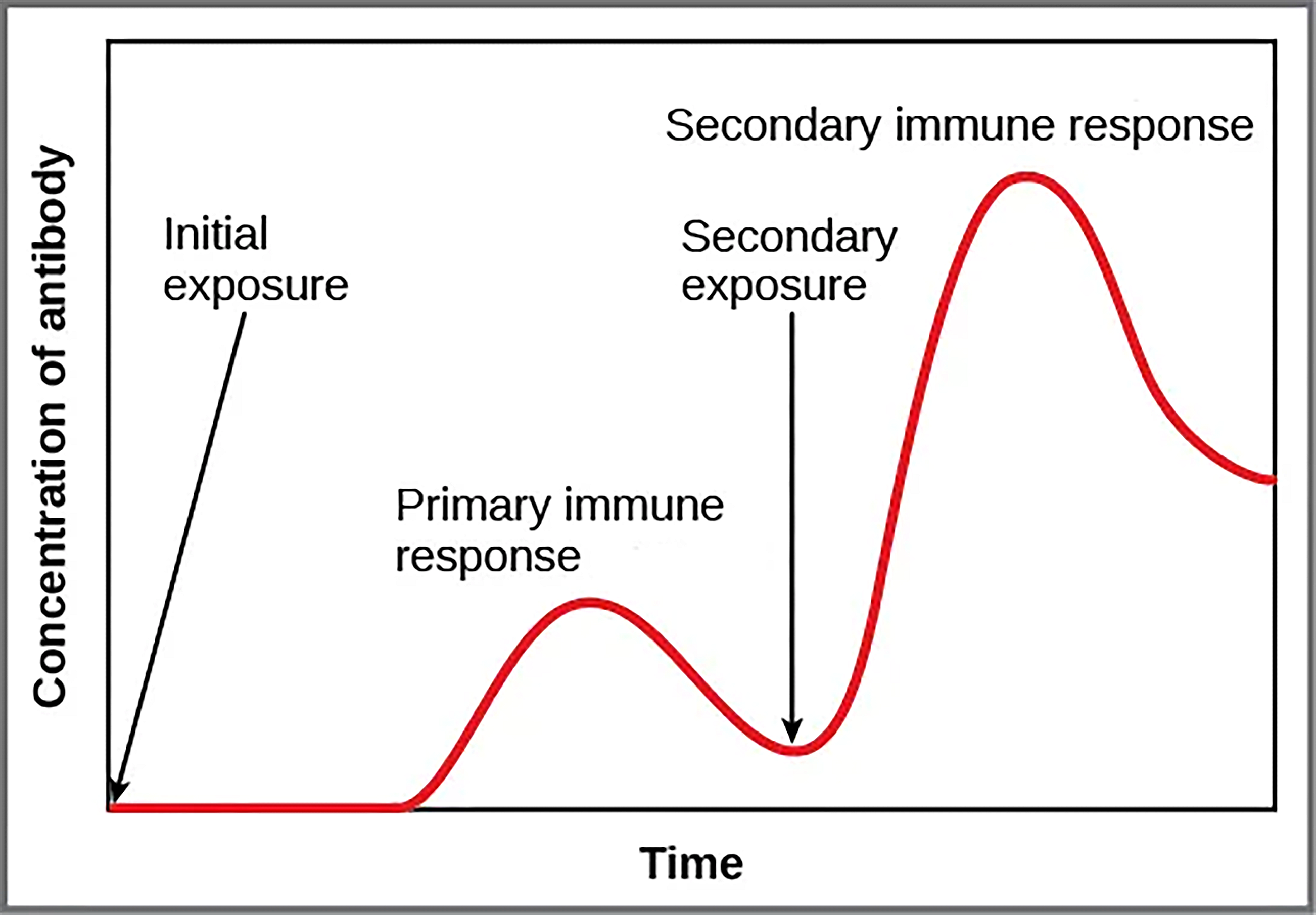 The Adaptive Immune Response: Overview Tutorial | Sophia Learning