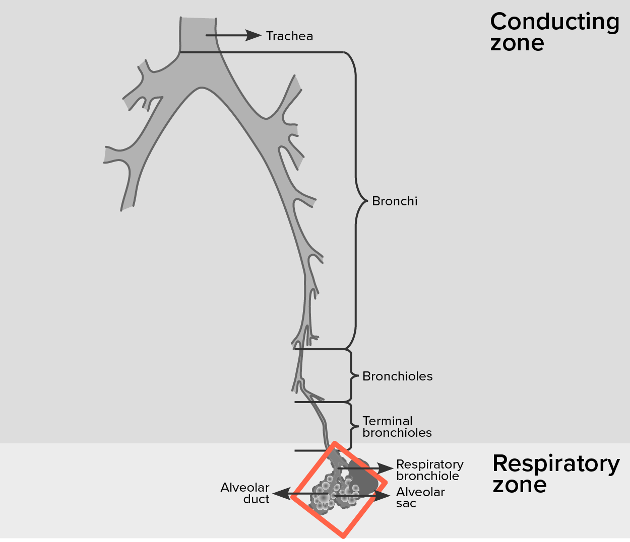 Lower Respiratory Tract: Respiratory Zone Tutorial | Sophia Learning