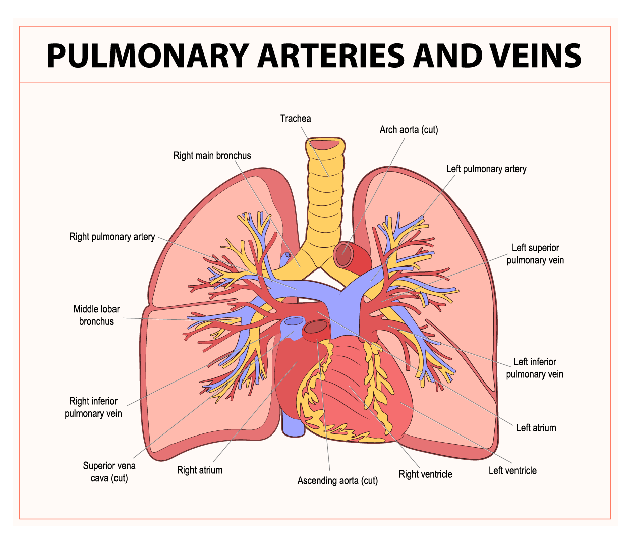 The Lungs Tutorial | Sophia Learning