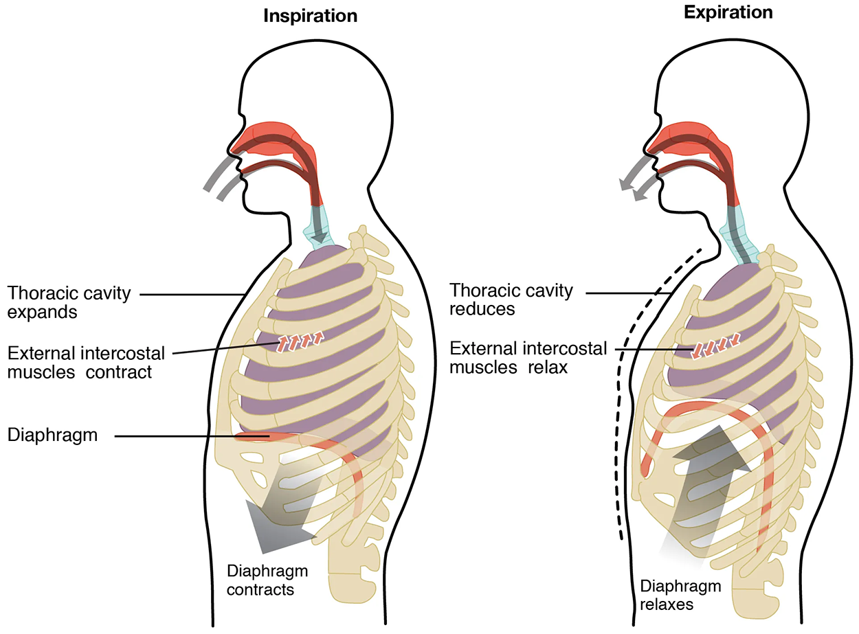 Mechanisms of Breathing Tutorial | Sophia Learning