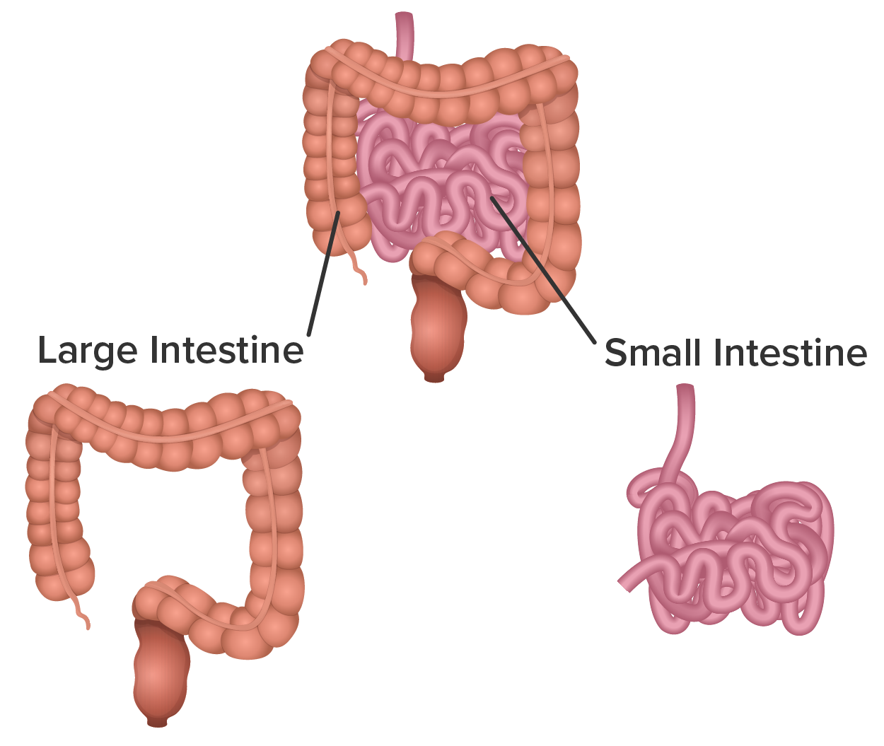 Anatomy of the Large Intestine Tutorial | Sophia Learning
