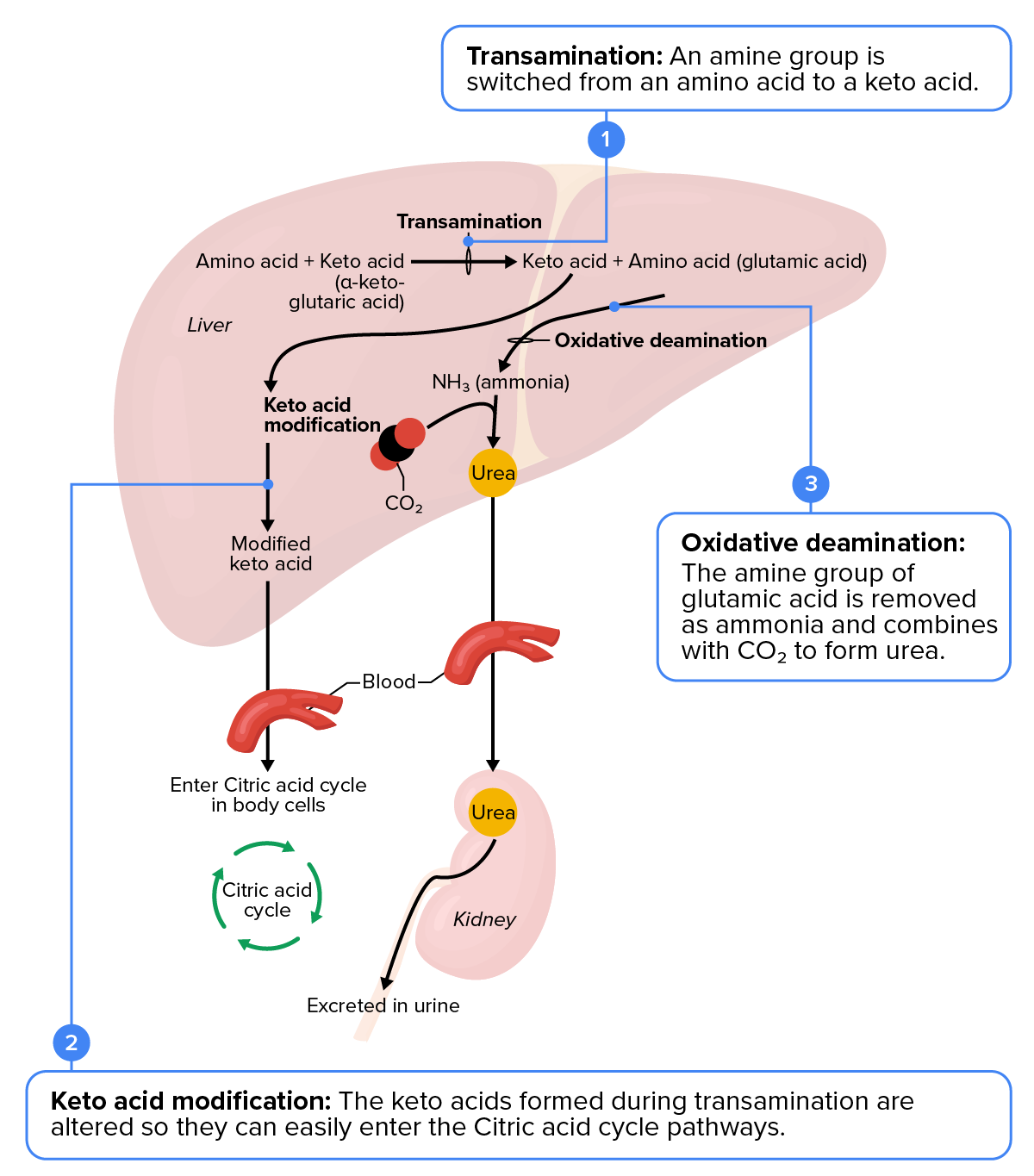 Protein Metabolism Tutorial | Sophia Learning