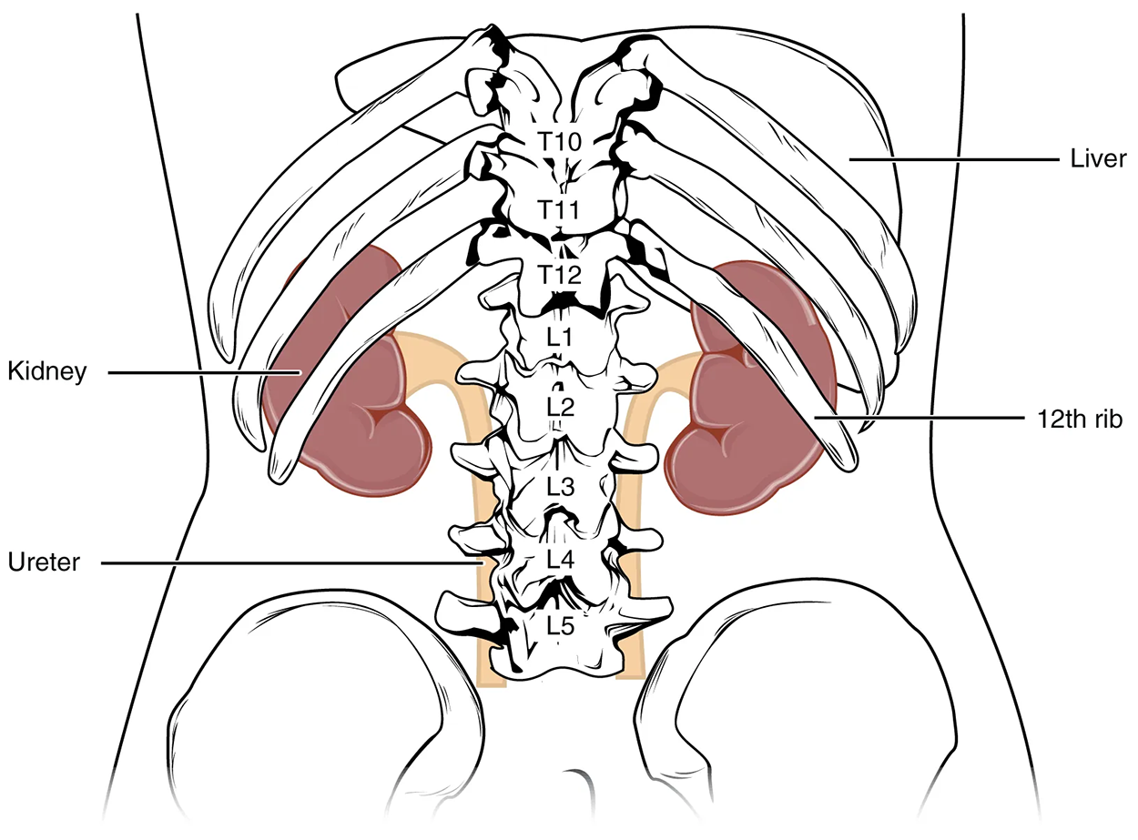 Macroscopic Anatomy of the Kidney Tutorial | Sophia Learning