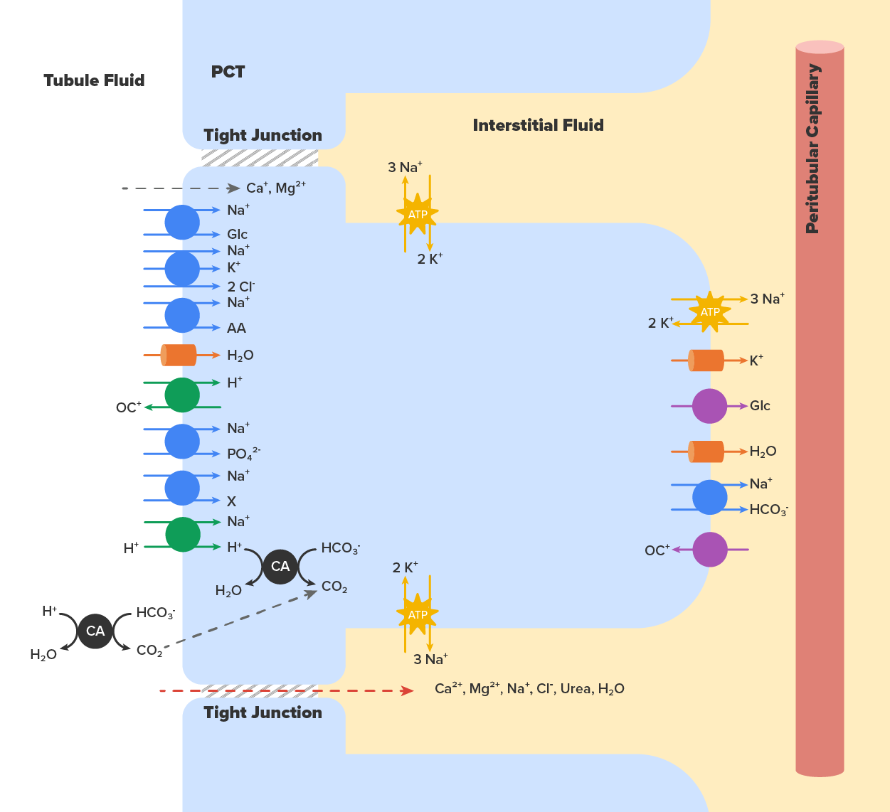 Tubular Reabsorption and Secretion Tutorial | Sophia Learning