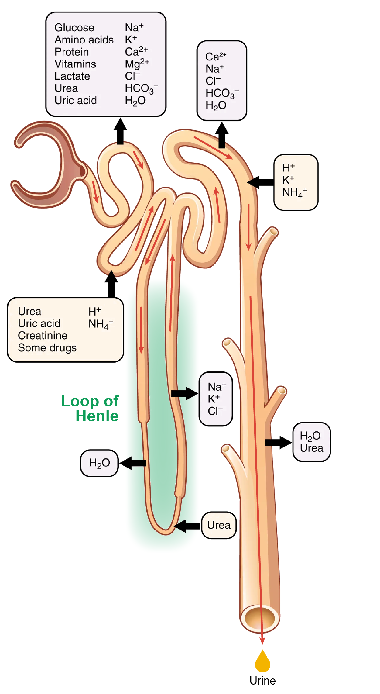 Tubular Reabsorption and Secretion Tutorial | Sophia Learning