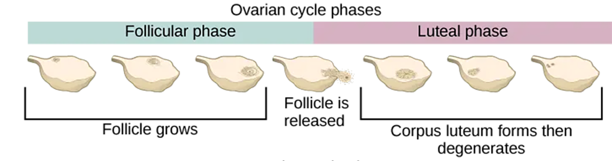 The Female Reproductive Cycle: Folliculogenesis Tutorial | Sophia Learning