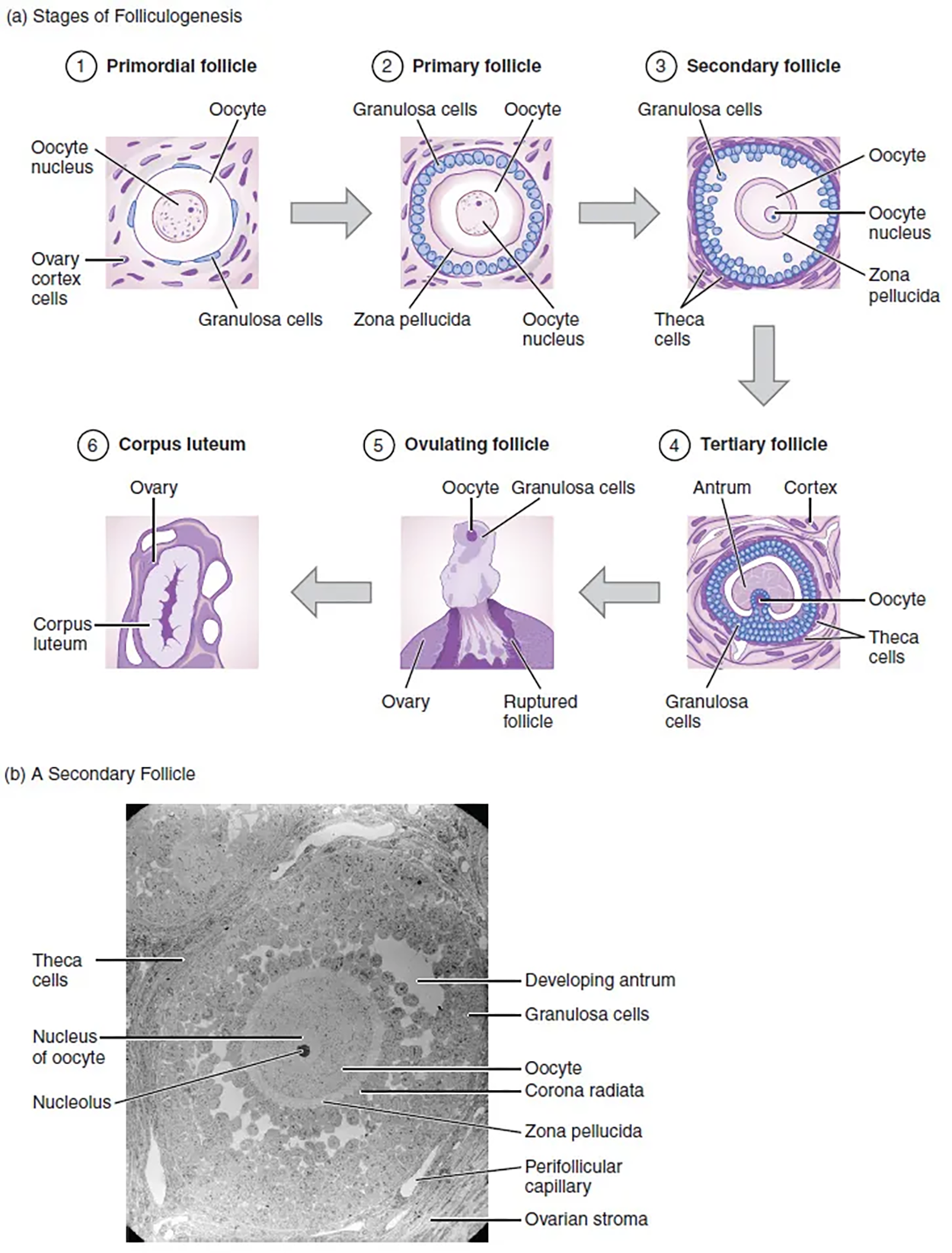 The Female Reproductive Cycle: Folliculogenesis Tutorial | Sophia Learning