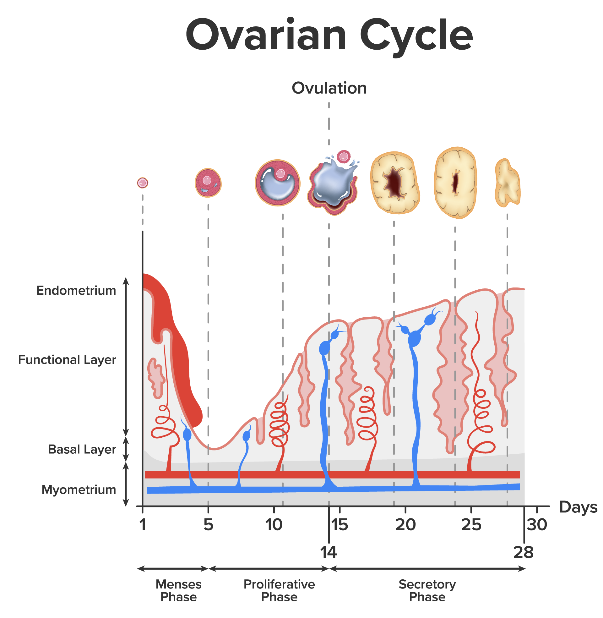 The Female Reproductive Cycle: Uterine Cycle Tutorial | Sophia Learning