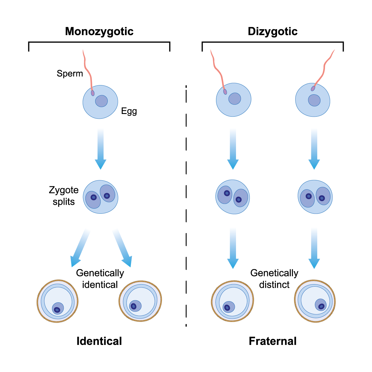 Fertilization Tutorial | Sophia Learning