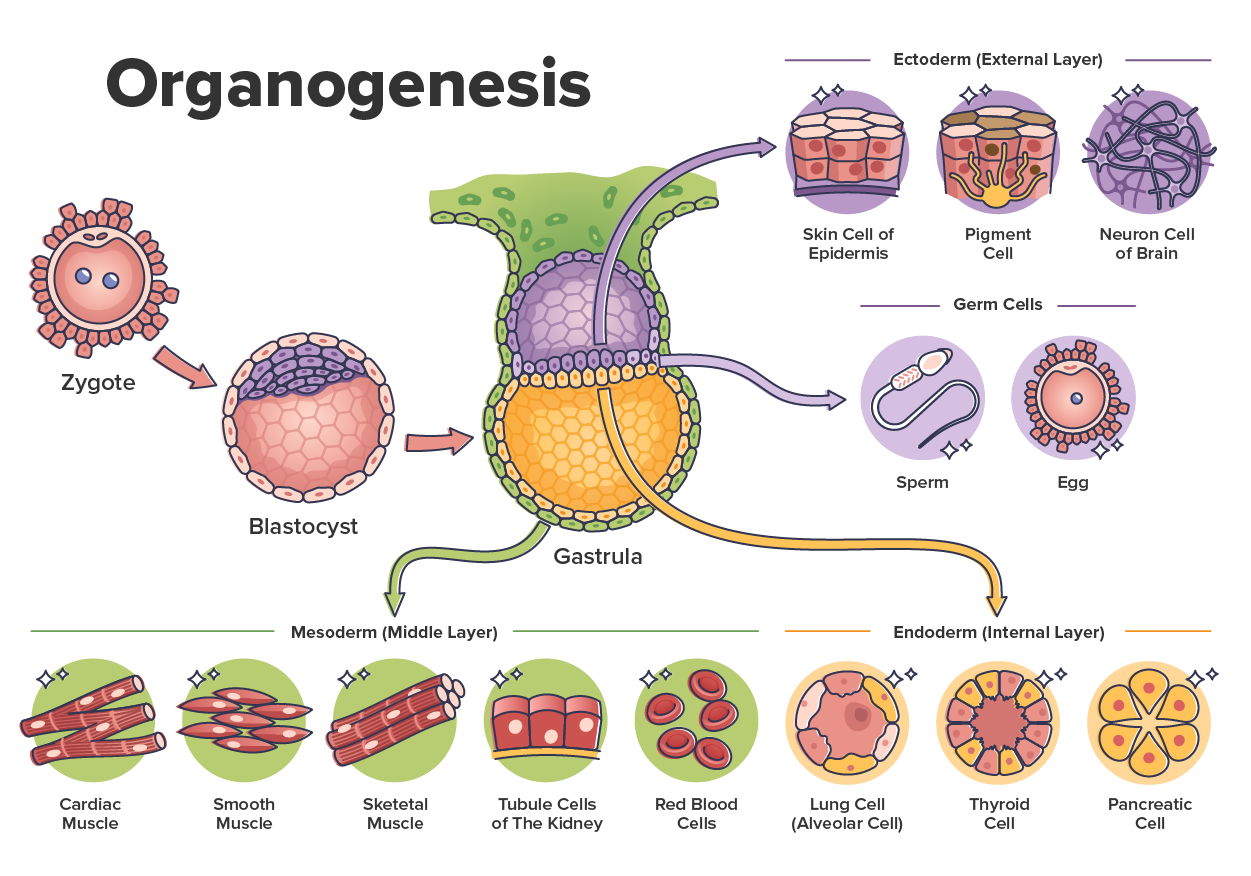 Embryonic Development: Organogenesis Tutorial | Sophia Learning