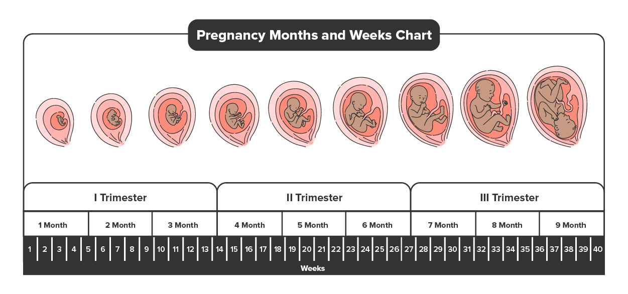 Changes During Pregnancy Tutorial | Sophia Learning