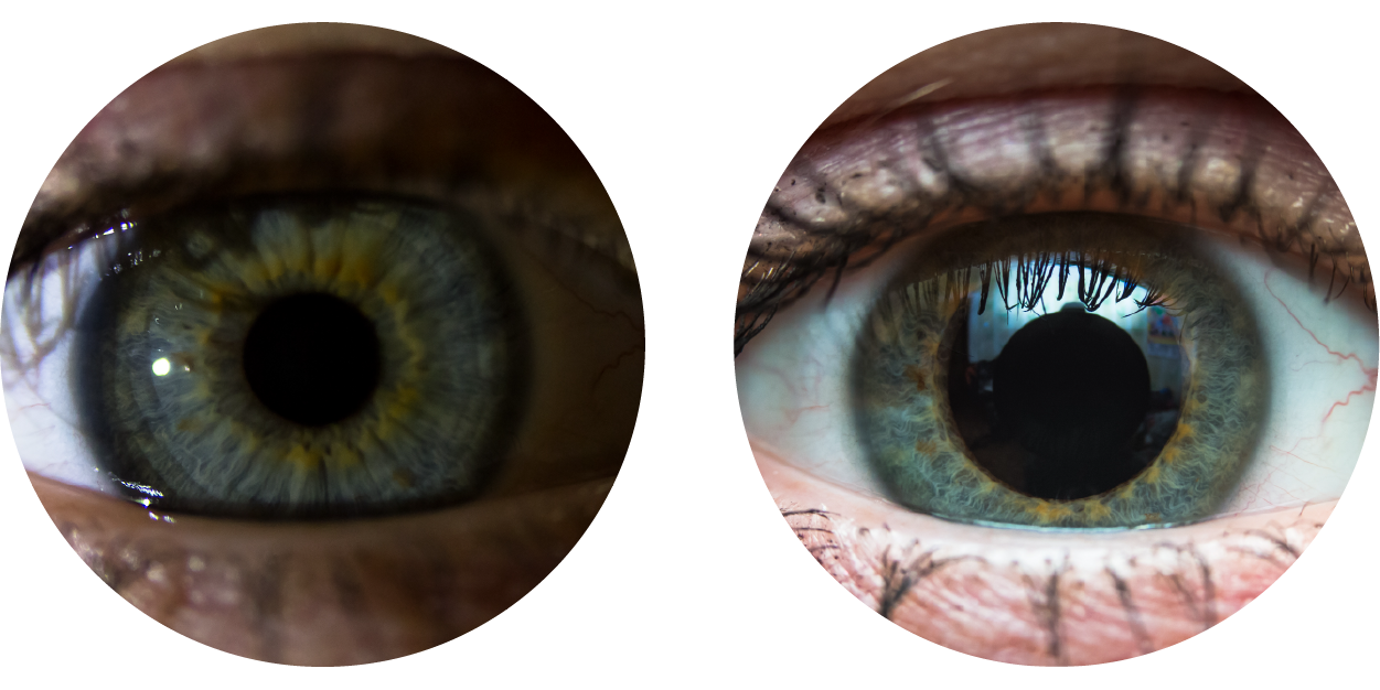 Organisms Tutorial | Sophia Learning