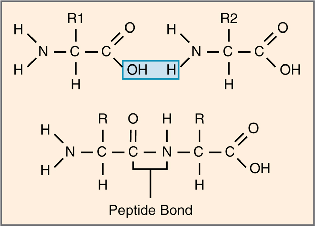 Proteins Tutorial | Sophia Learning