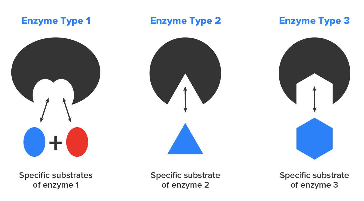 Proteins Tutorial | Sophia Learning