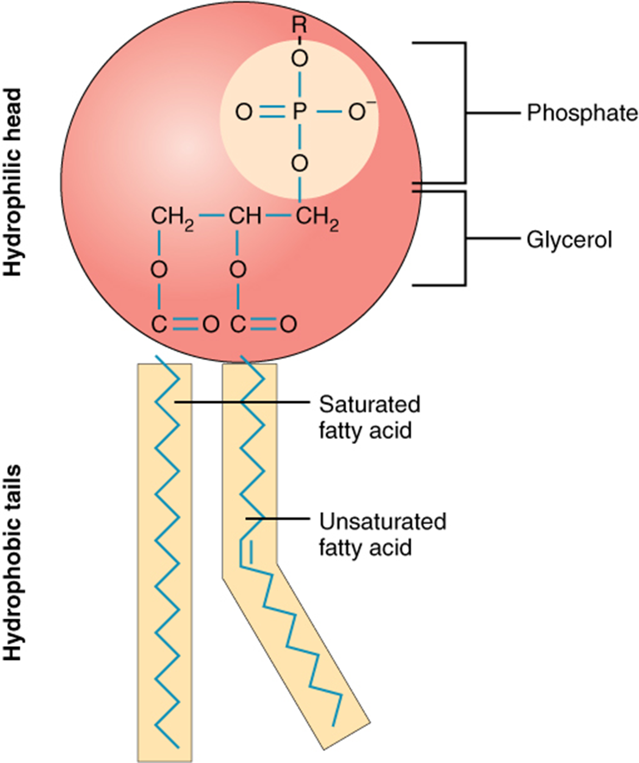 Plasma Membrane Tutorial | Sophia Learning