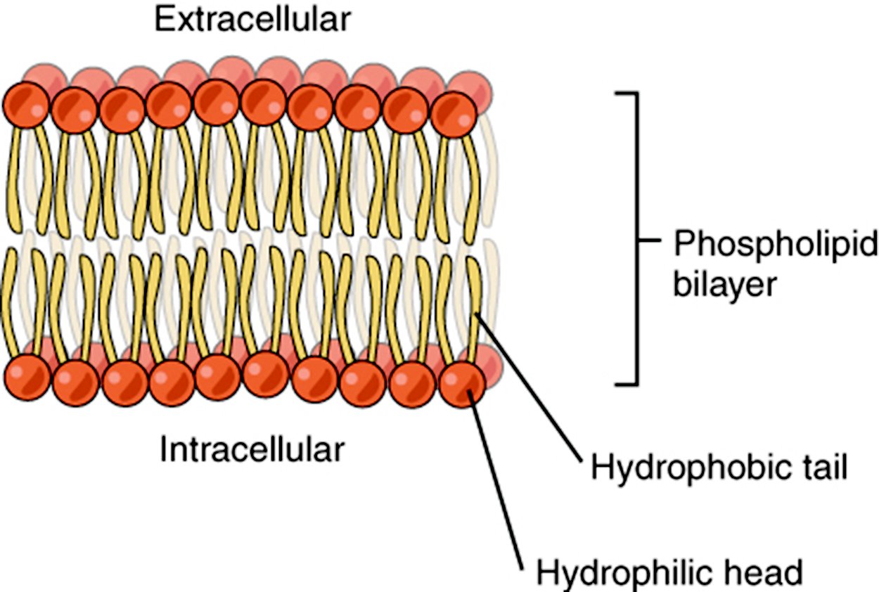 Plasma Membrane Tutorial | Sophia Learning