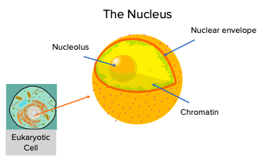 Cytoplasm & Organelles Tutorial | Sophia Learning