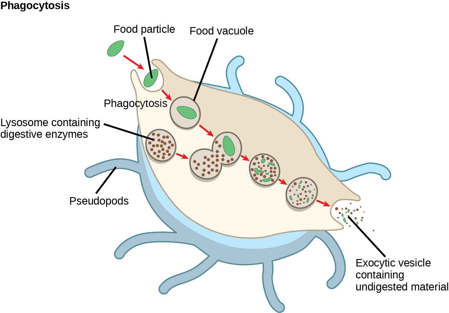 Cytoplasm & Organelles Tutorial | Sophia Learning