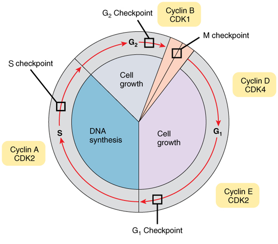 Cell Growth and Division Tutorial | Sophia Learning