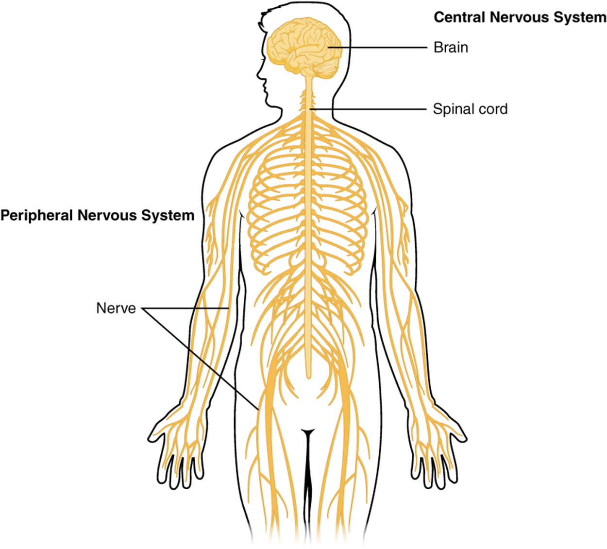 The Nervous System Tutorial | Sophia Learning