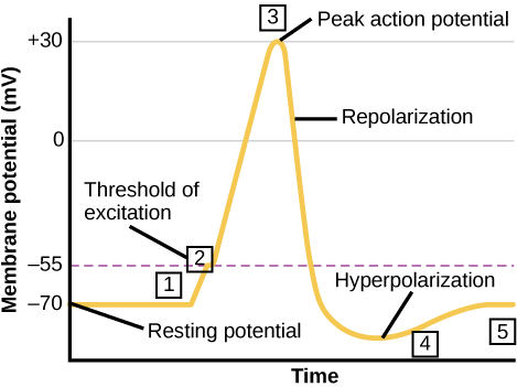 Membrane Potential and Action Potential Tutorial | Sophia Learning