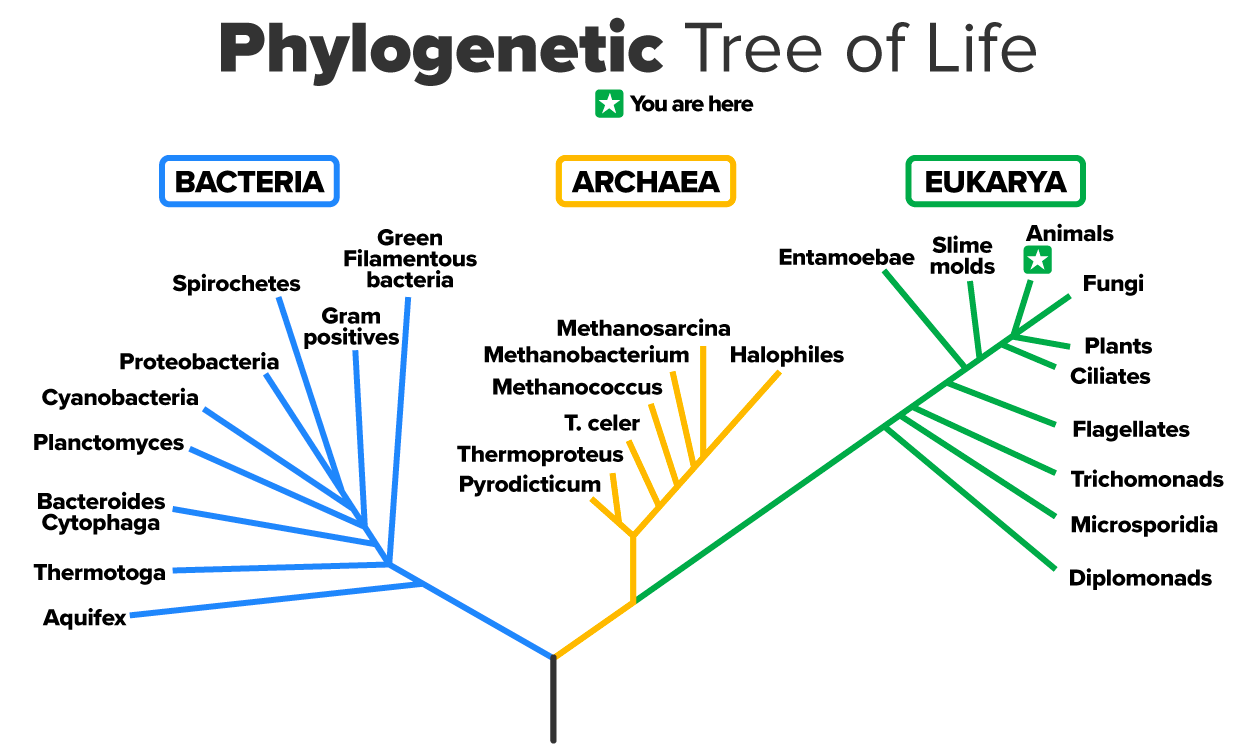 Diversity of Life Tutorial | Sophia Learning