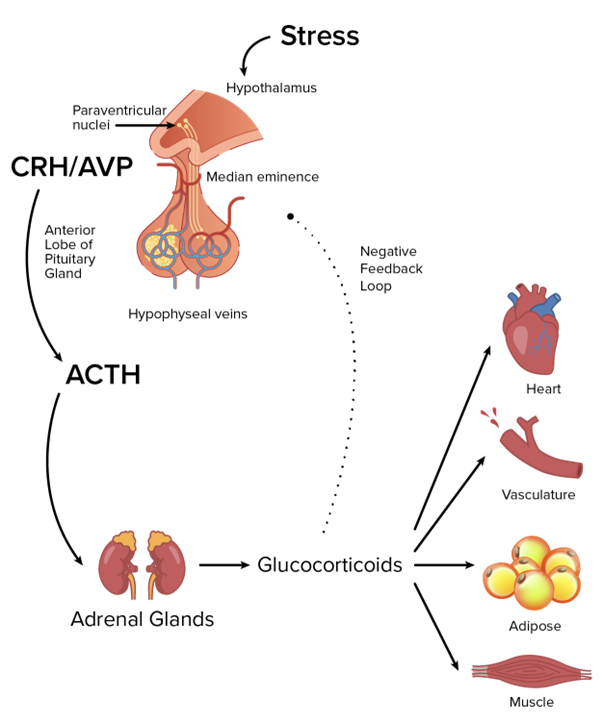Adrenal Glands Tutorial | Sophia Learning