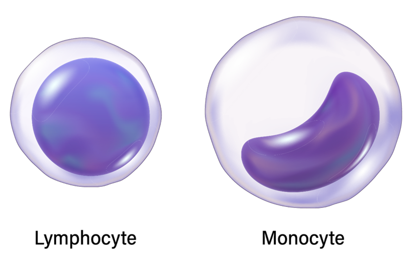 White Blood Cells Tutorial | Sophia Learning