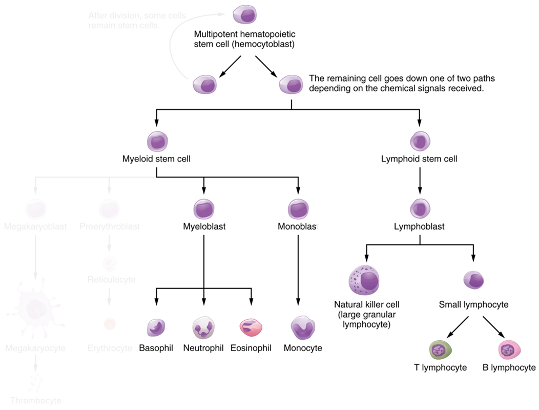 White Blood Cells Tutorial | Sophia Learning