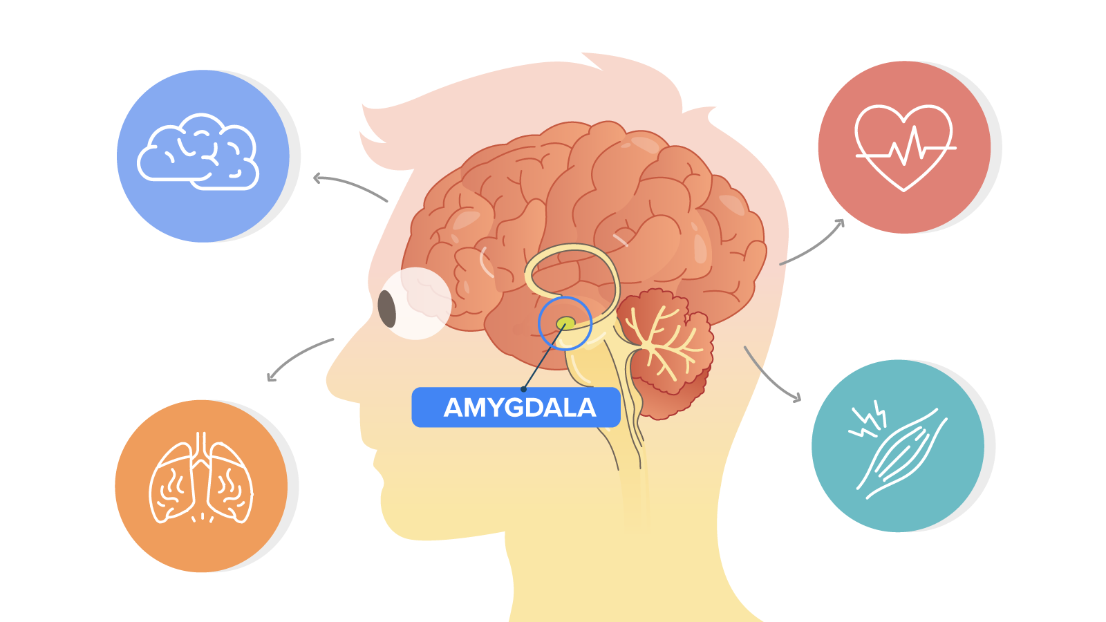 The Role of Physiology Tutorial | Sophia Learning
