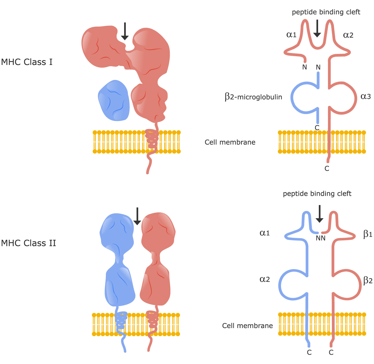 Cell-Mediated Response Tutorial | Sophia Learning