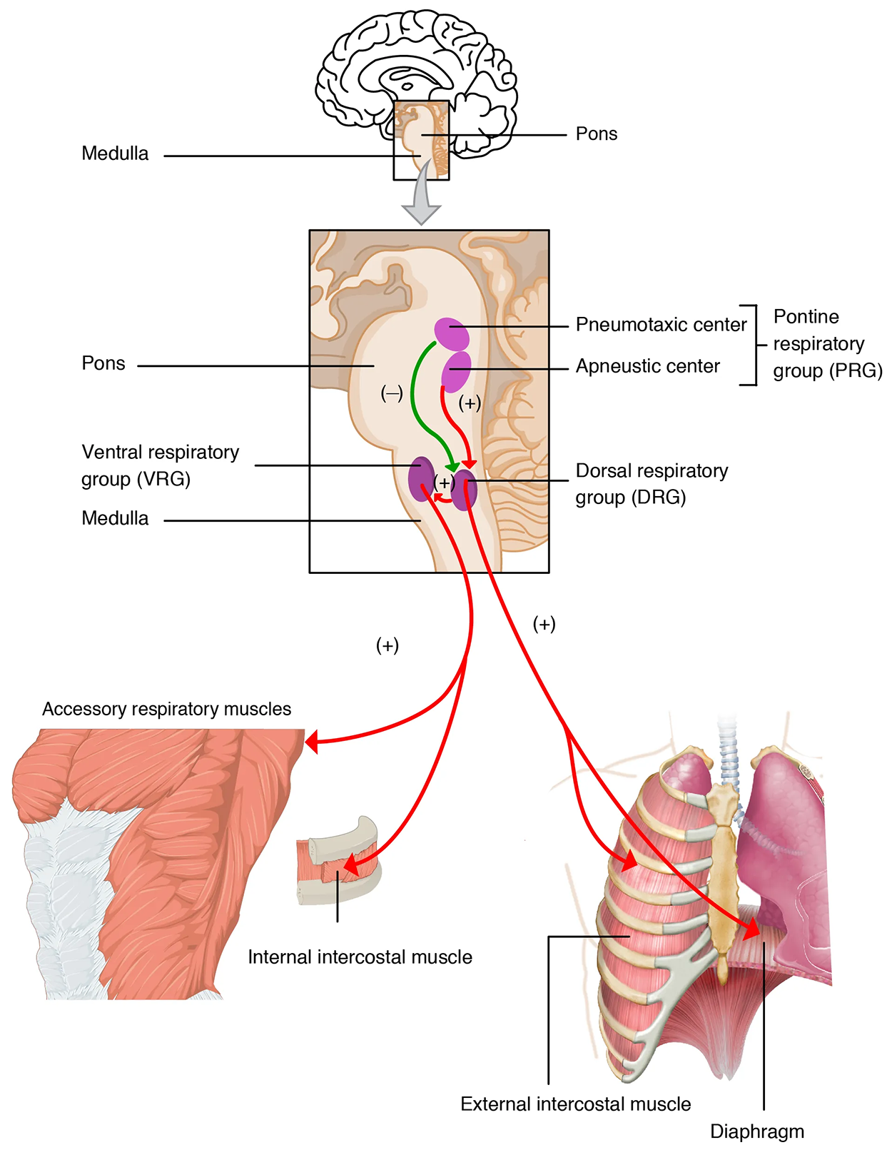 Breathing and the Nervous System Tutorial | Sophia Learning