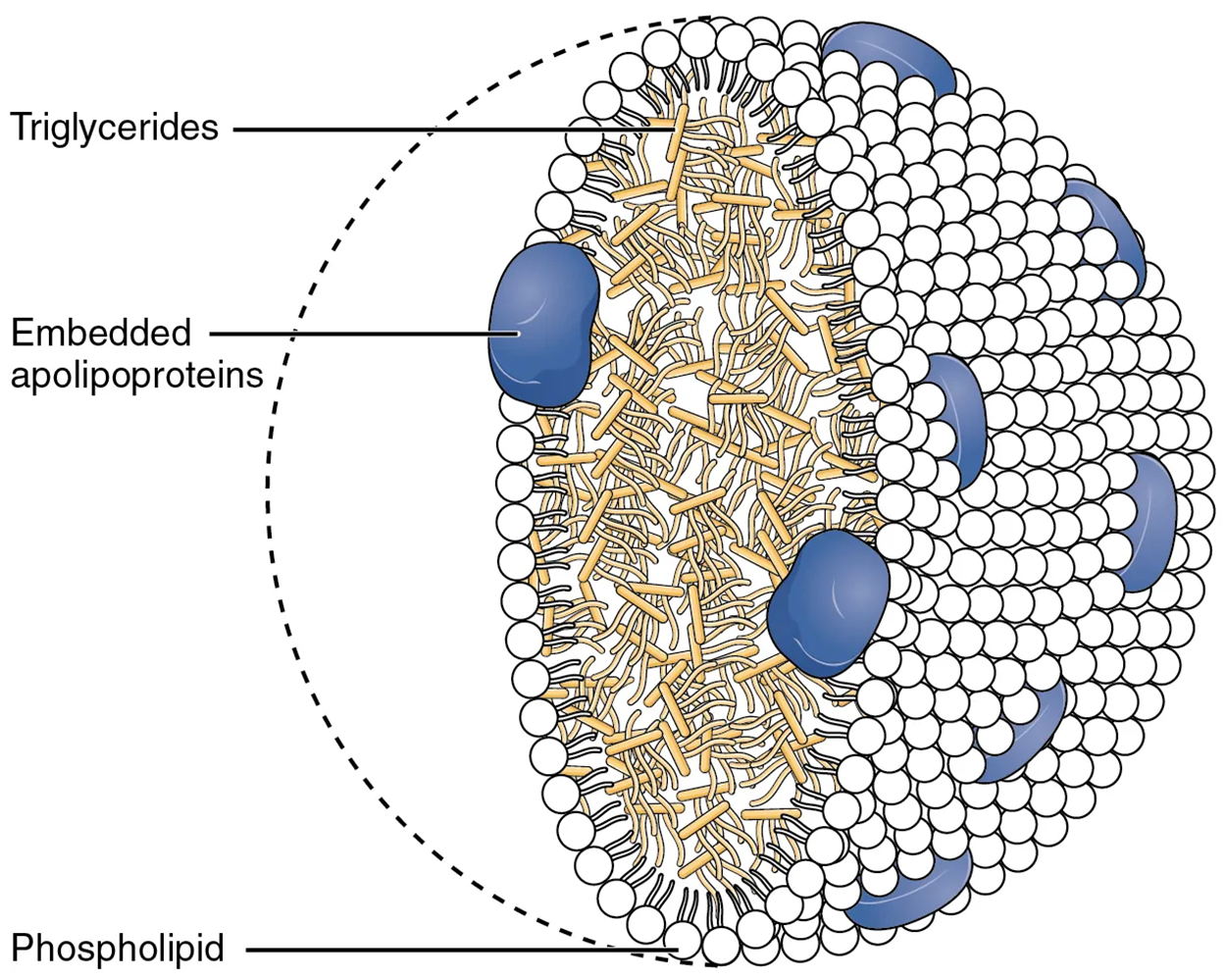 Lipid Metabolism Tutorial | Sophia Learning