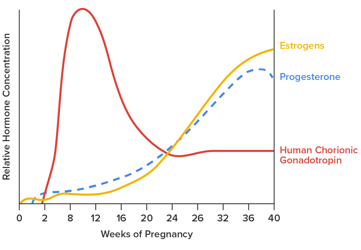 Labor and Birth Tutorial | Sophia Learning