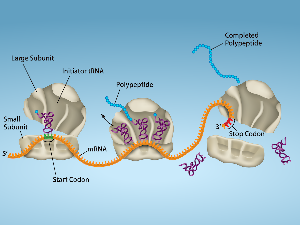 Protein Synthesis Tutorial | Sophia Learning