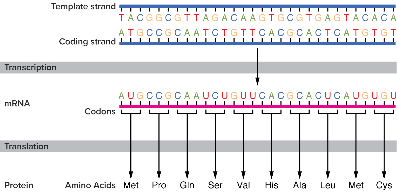 Gene Expression Tutorial | Sophia Learning