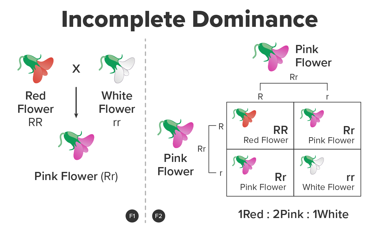 Other Patterns of Inheritance Tutorial | Sophia Learning