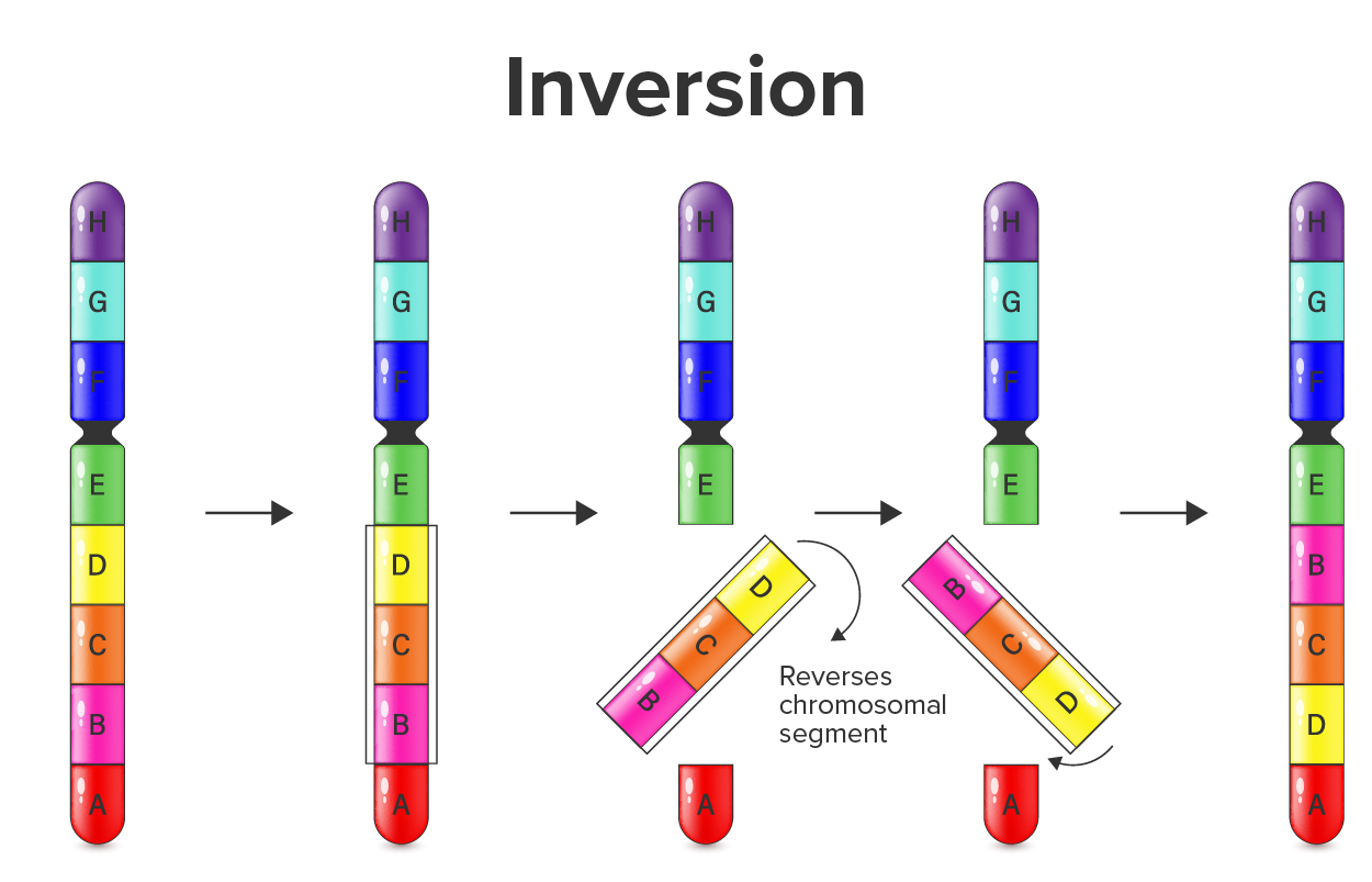 Chromosome Changes Tutorial | Sophia Learning