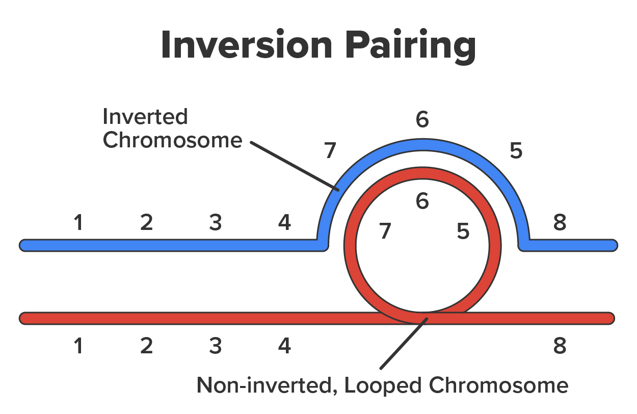 Chromosome Changes Tutorial | Sophia Learning
