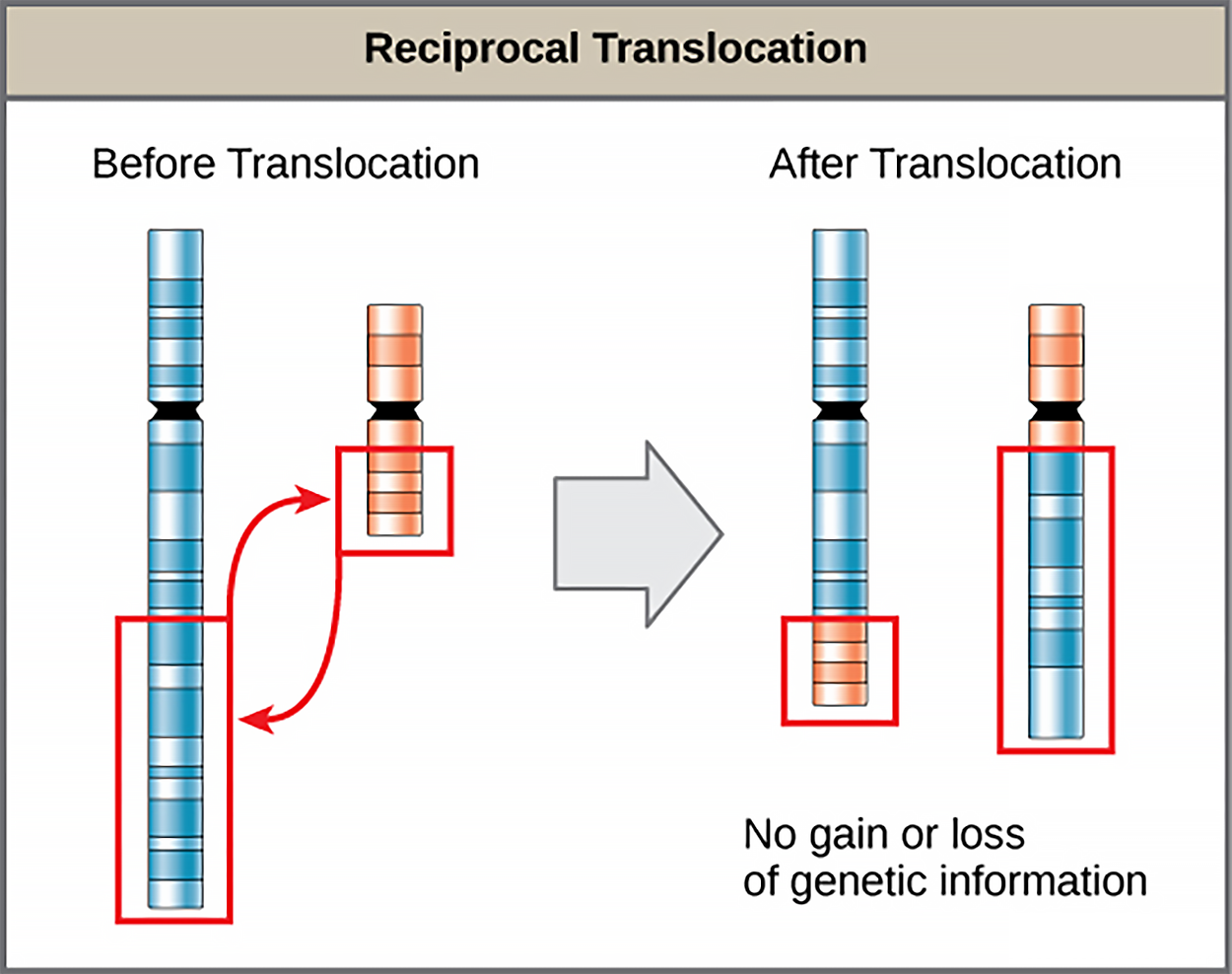 Chromosome Changes Tutorial | Sophia Learning