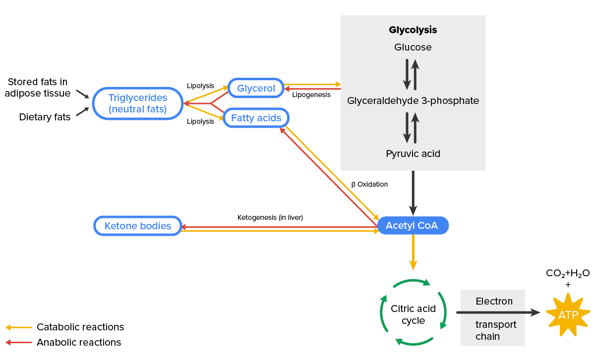 Lipid Metabolism Tutorial | Sophia Learning Lipid Metabolism Tutorial | Sophia Learning