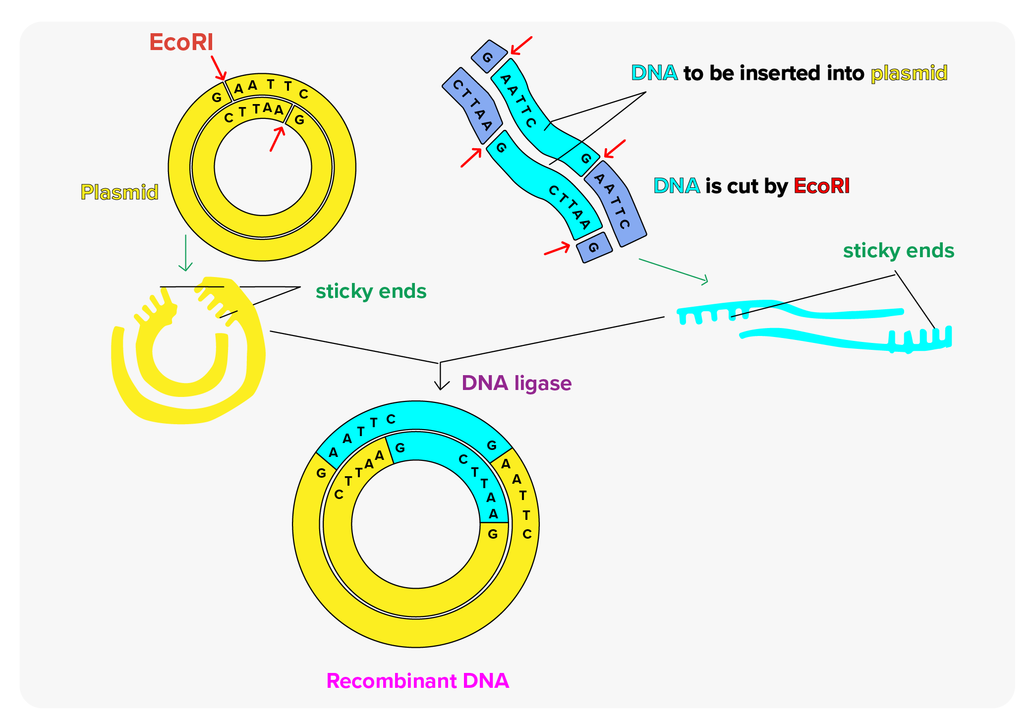 DNA Technology and Research Tutorial | Sophia Learning