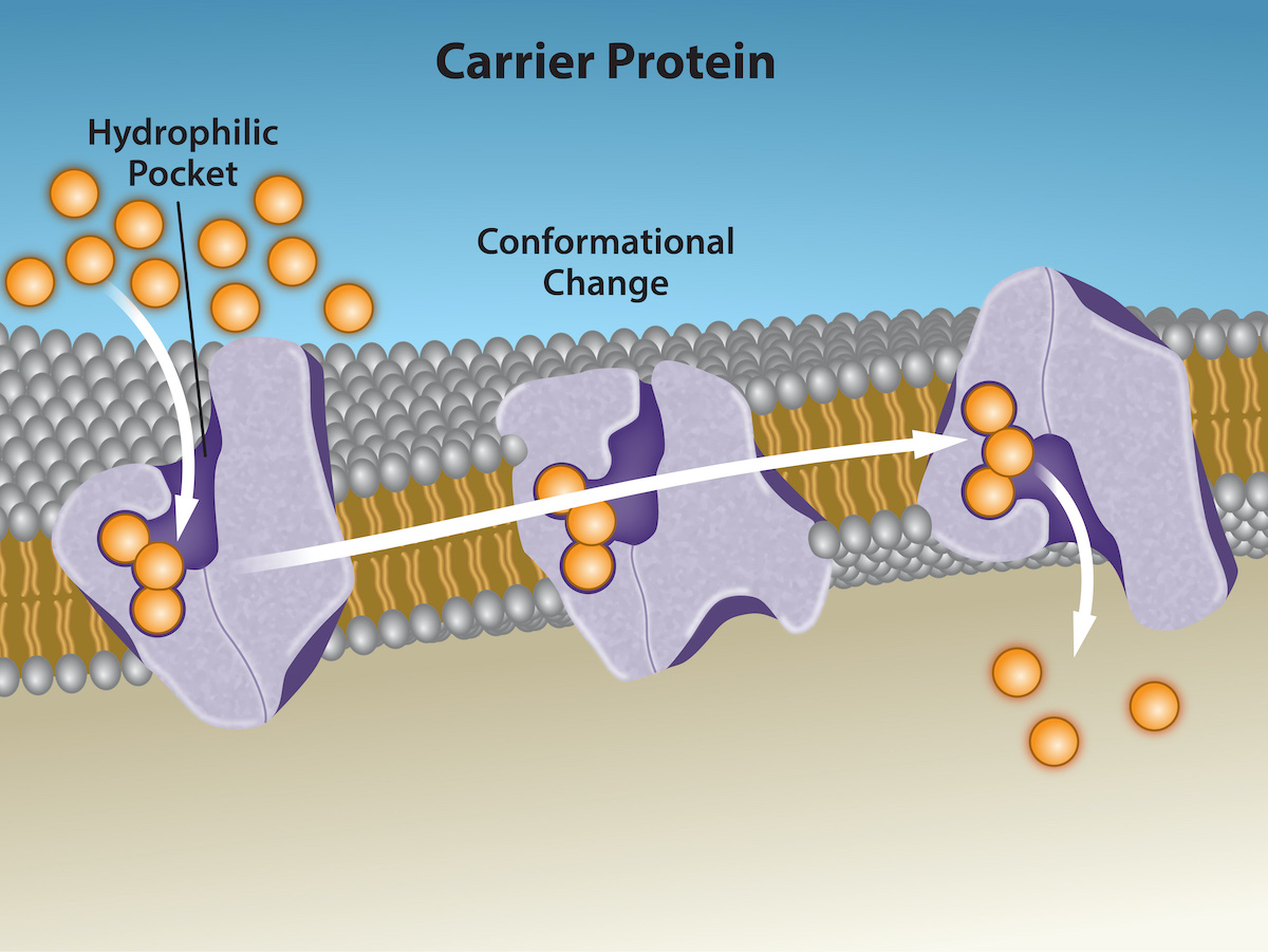 Passive Transport Tutorial | Sophia Learning