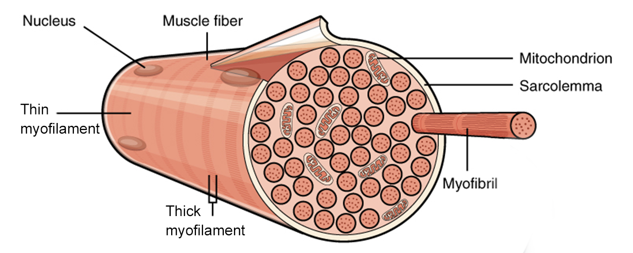 Skeletal Muscles Tutorial | Sophia Learning