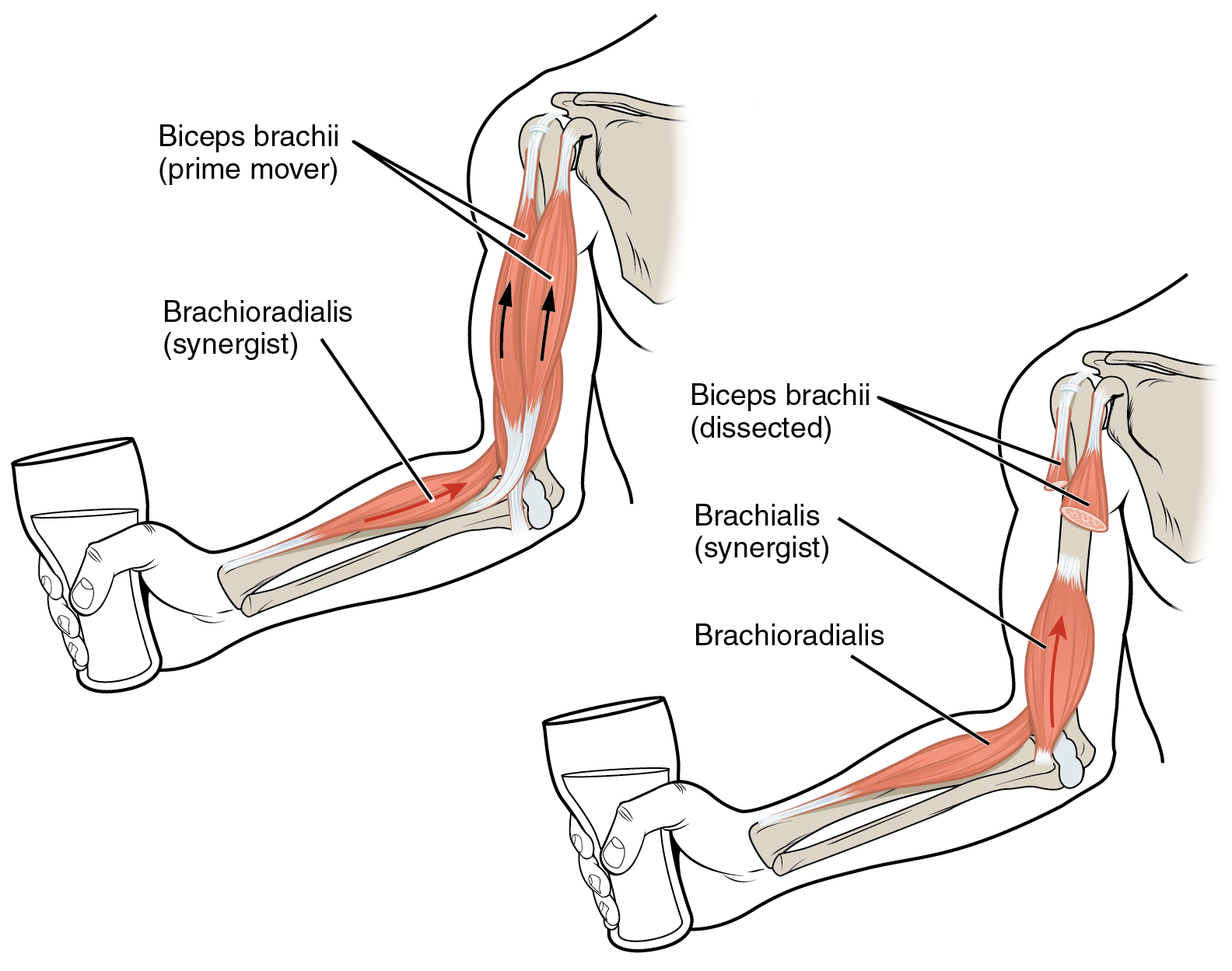 Interactions of Skeletal Muscles and Their Lever Systems Tutorial ...