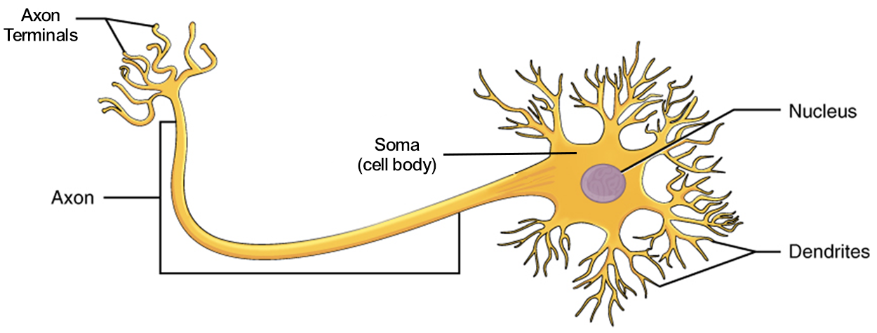Nervous System and Contractions Tutorial | Sophia Learning