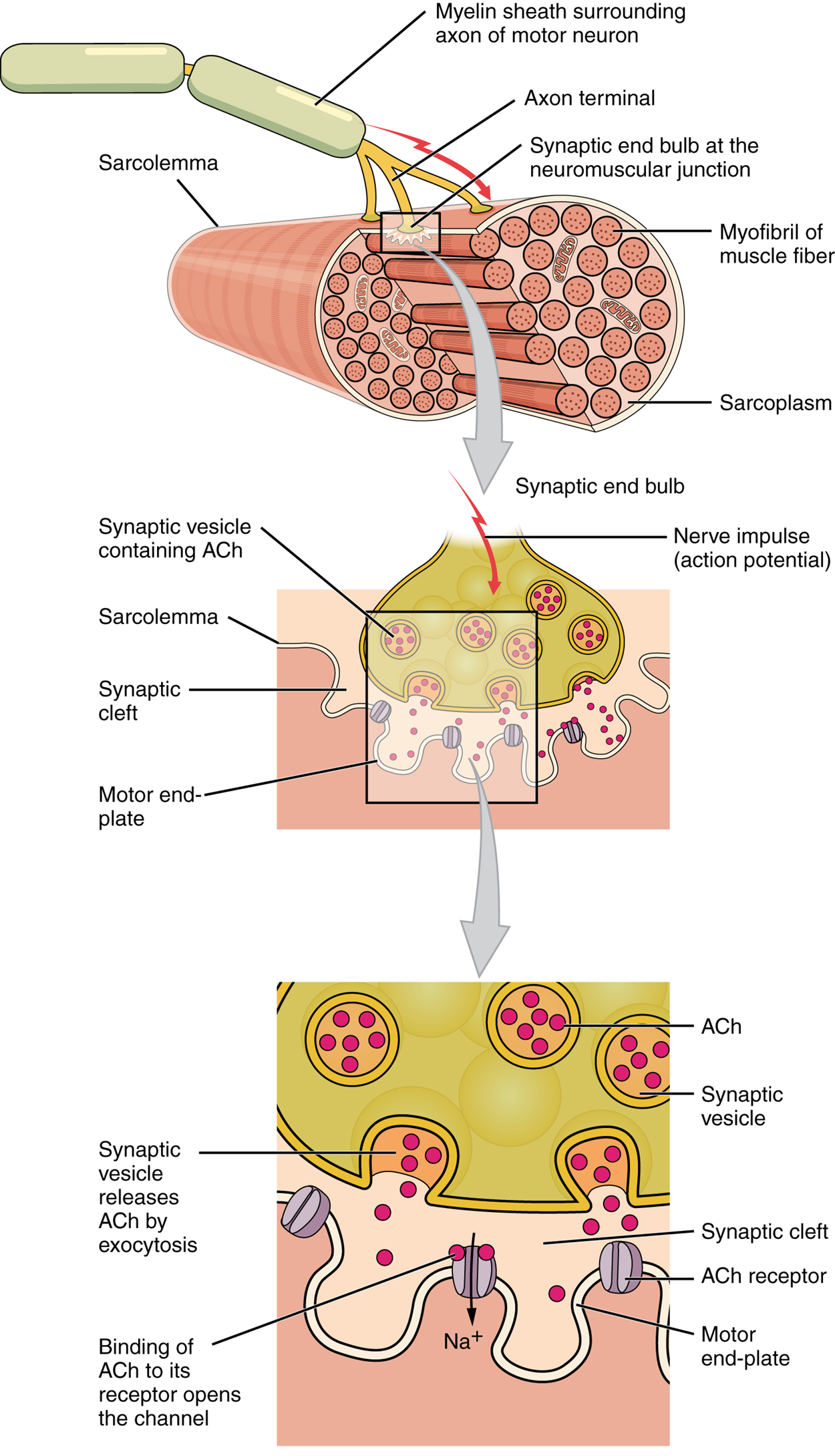 Nervous System and Contractions Tutorial | Sophia Learning