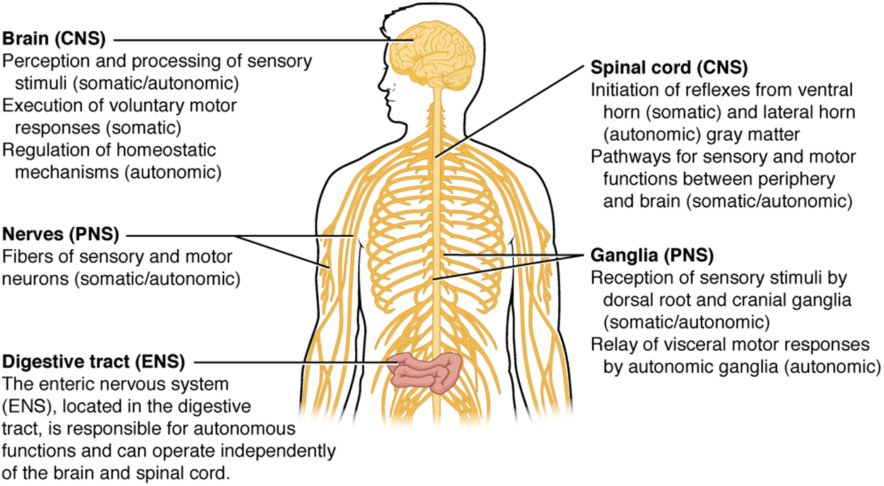 The Nervous System Tutorial | Sophia Learning
