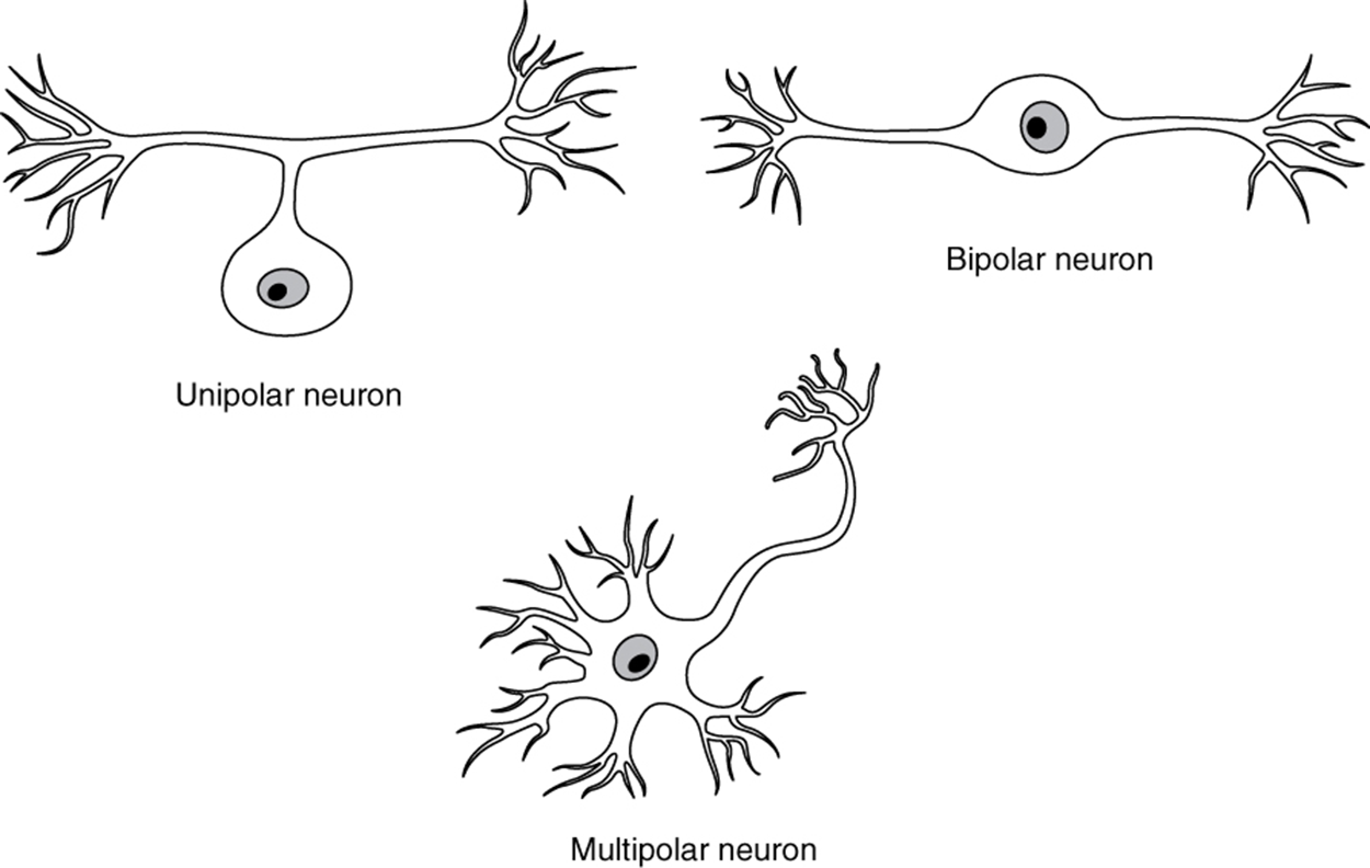 Nervous Tissue Tutorial | Sophia Learning