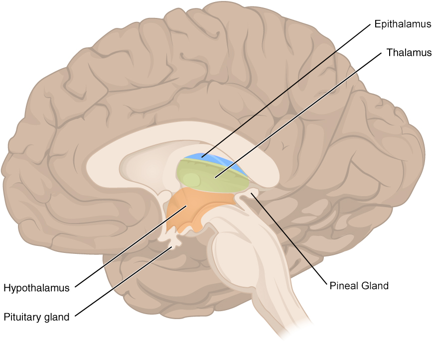 Forebrain and Its Cerebrum Tutorial | Sophia Learning